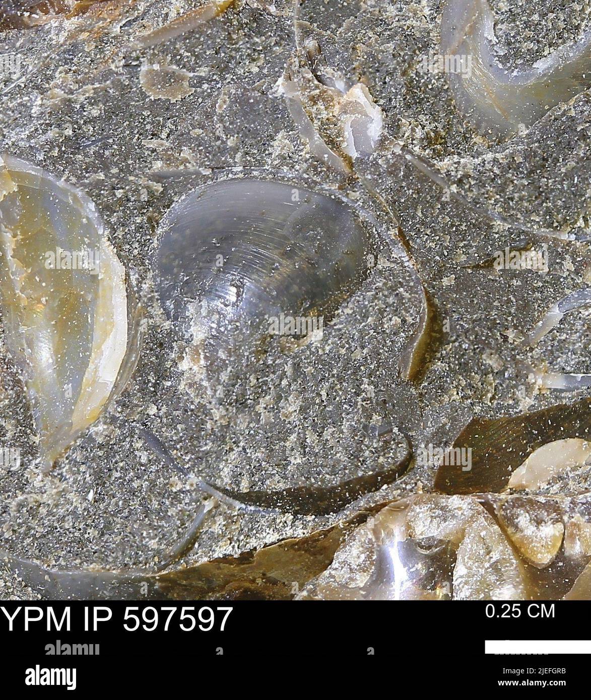 Undet bivalvia animalia Banque de photographies et d’images à haute ...