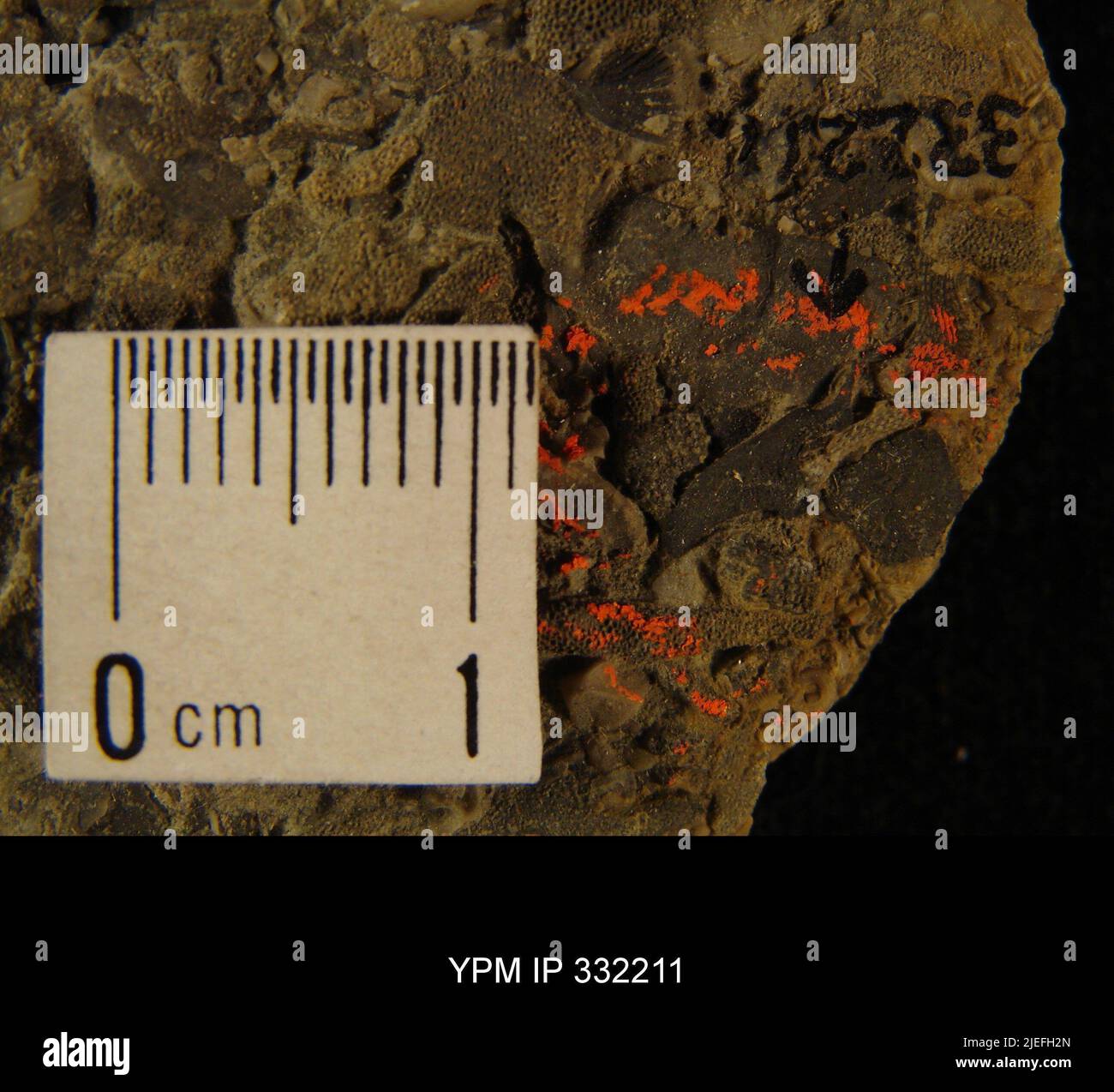 Ceraurus pleurexanthemus vert Banque de photographies et d’images à ...