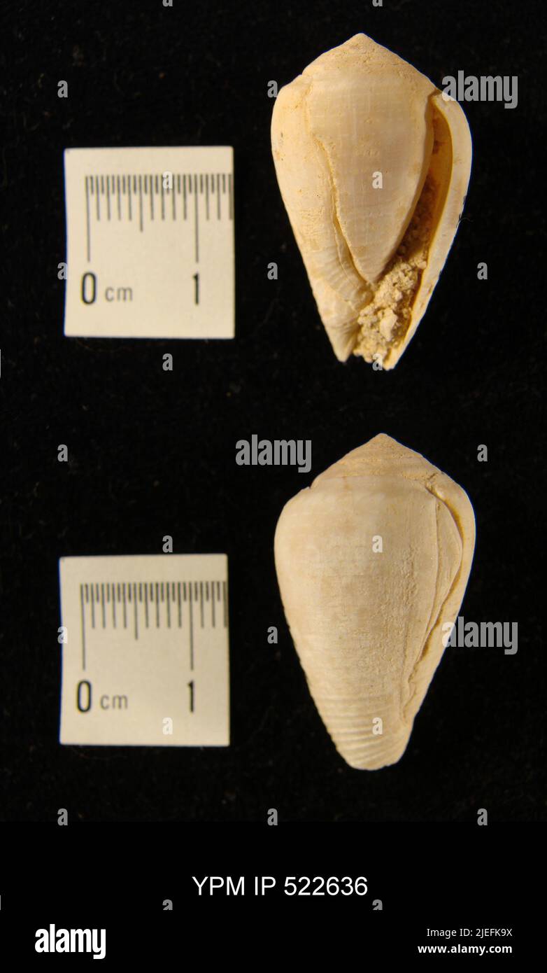 Conus sp Banque de photographies et d’images à haute résolution - Alamy