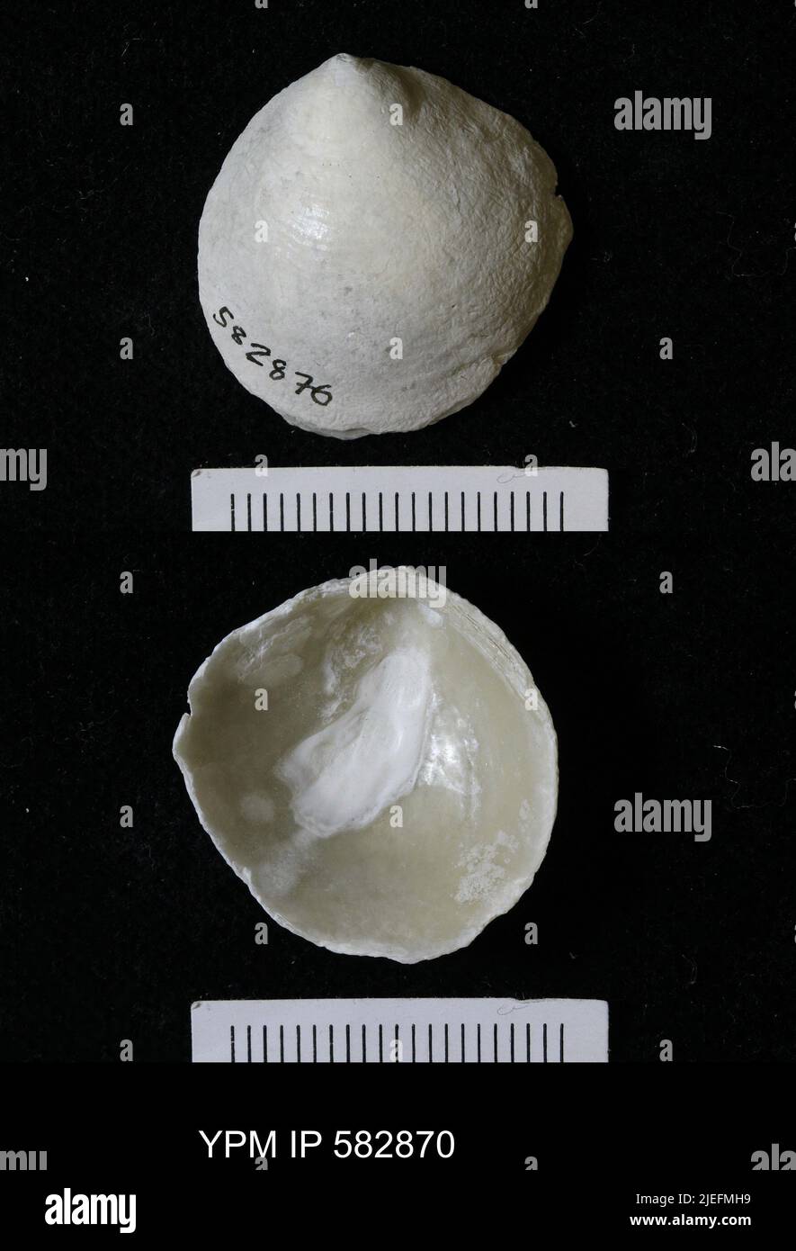 Anomia simplex Banque de photographies et d’images à haute résolution ...