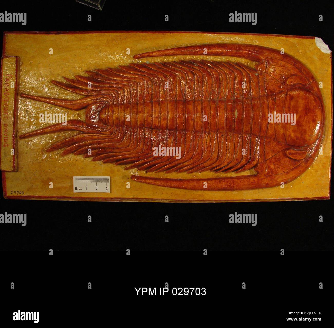 Paradoxides davidis Banque de photographies et d’images à haute ...