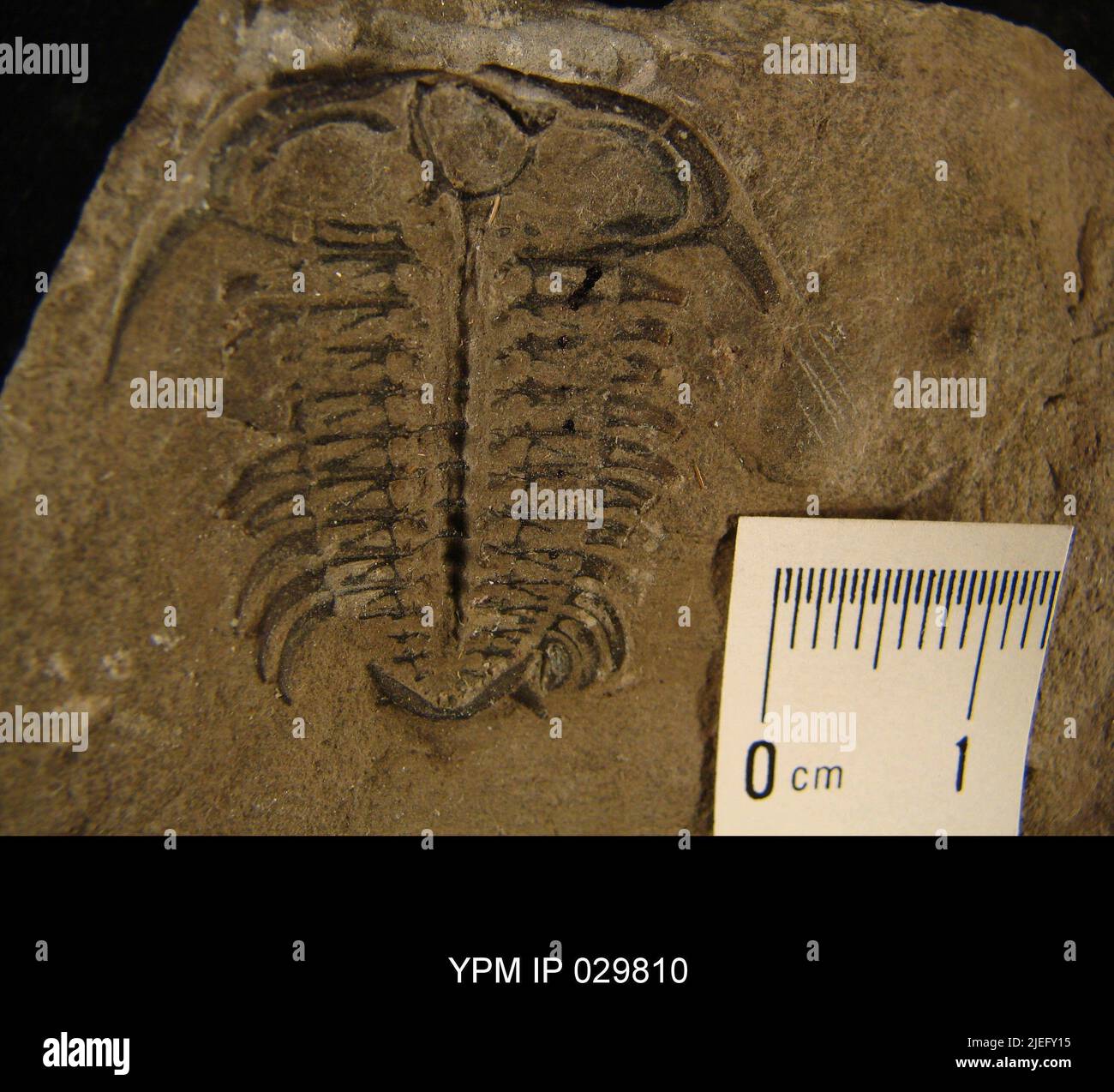 1832 animalia Banque de photographies et d’images à haute résolution ...
