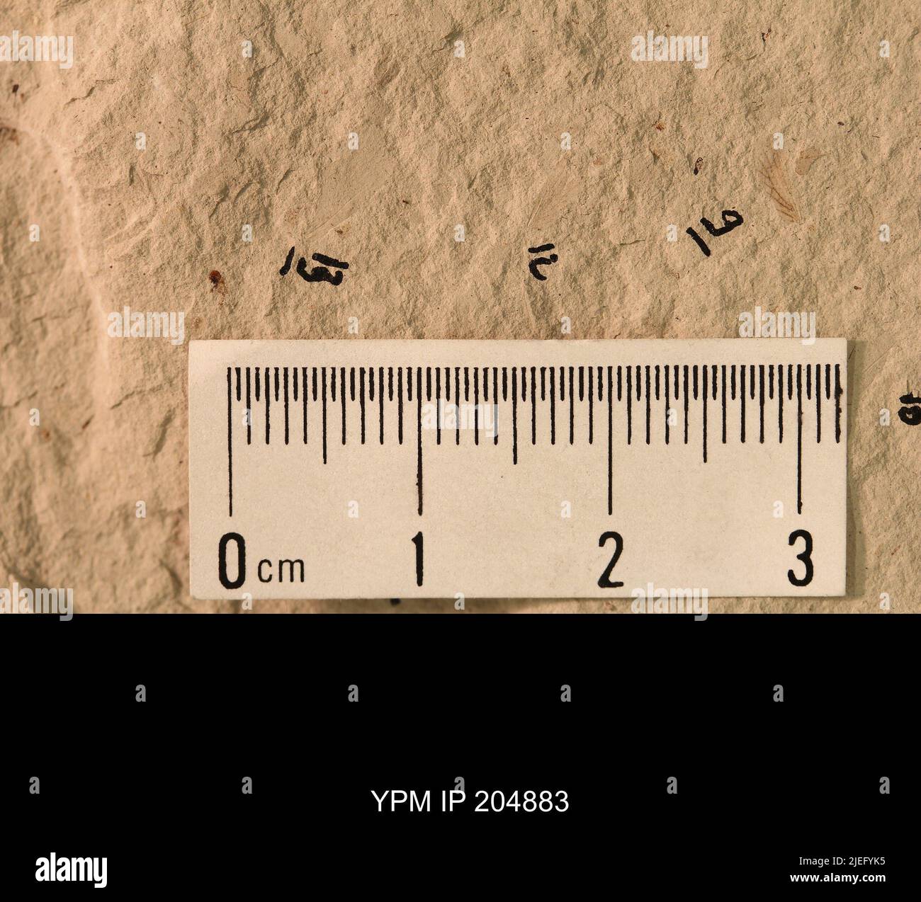 Lisca minuta sellards animalia Banque de photographies et d’images à ...