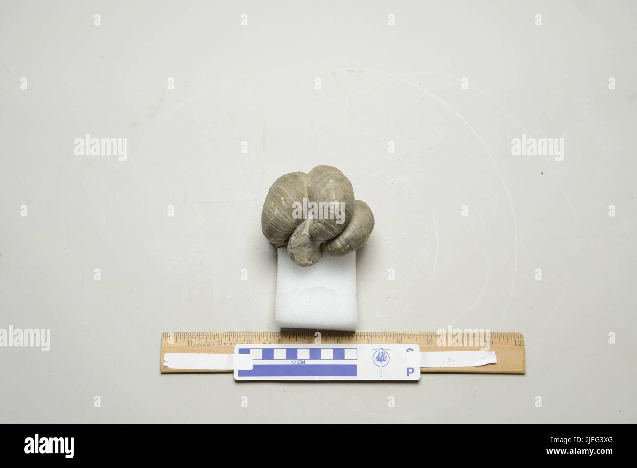 Gryphaea incurva Banque de photographies et d’images à haute résolution ...