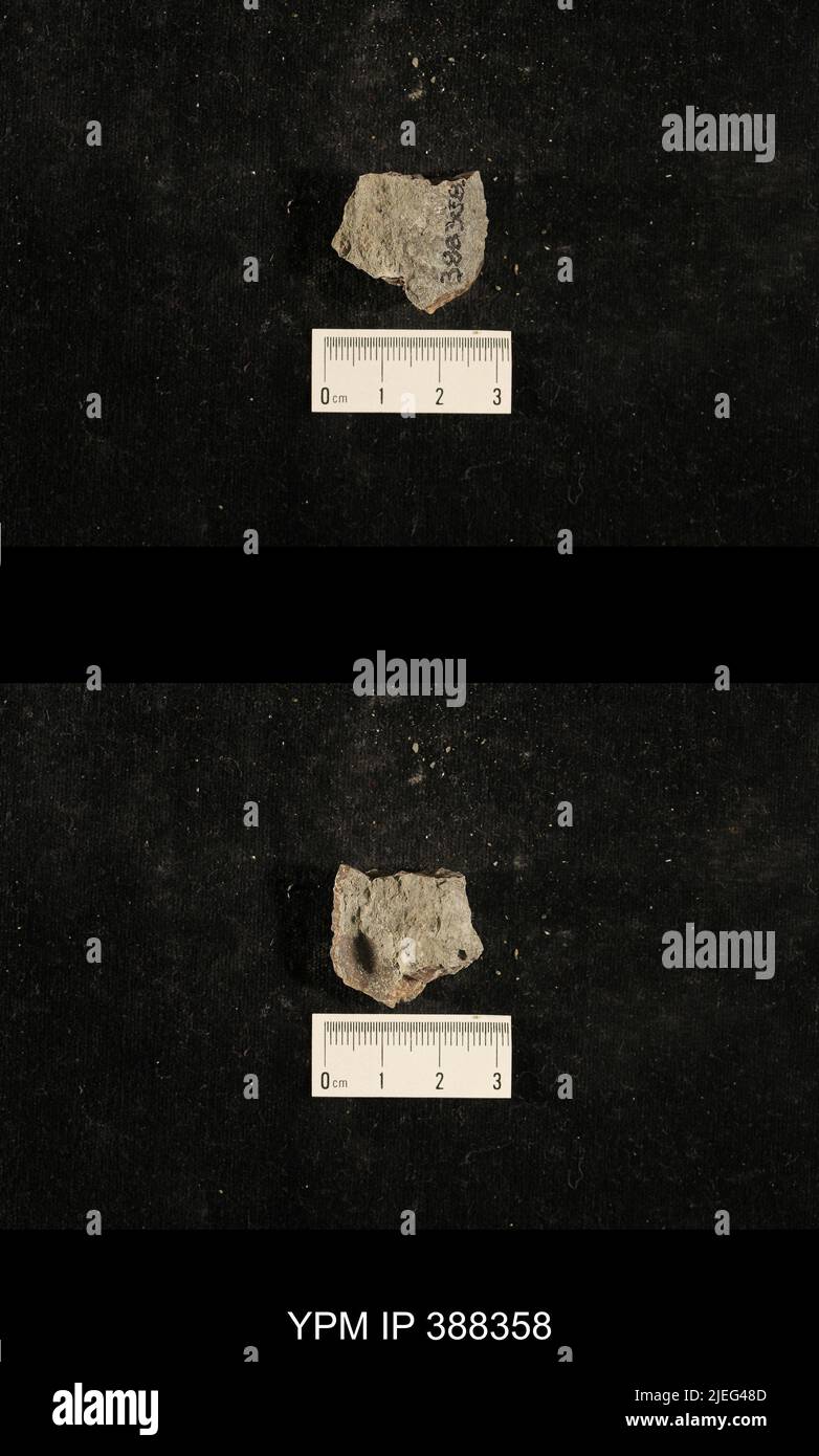 Myalina sp Banque de photographies et d’images à haute résolution - Alamy