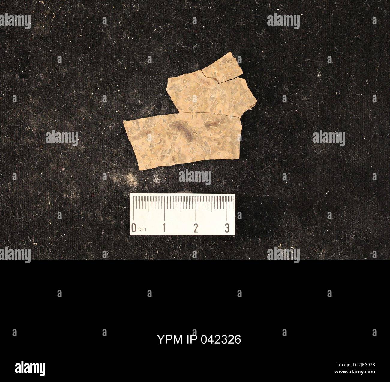 Diptera. IPC.01716 : Wyoming. Lincoln County. Fossil Station. Lit ...