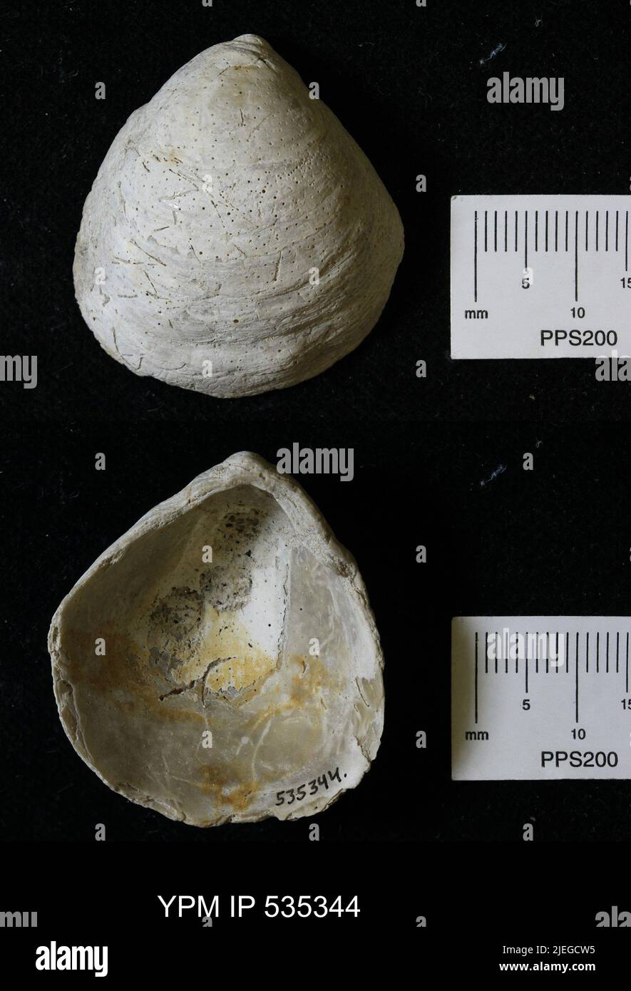 Anomia simplex Banque de photographies et d’images à haute résolution ...
