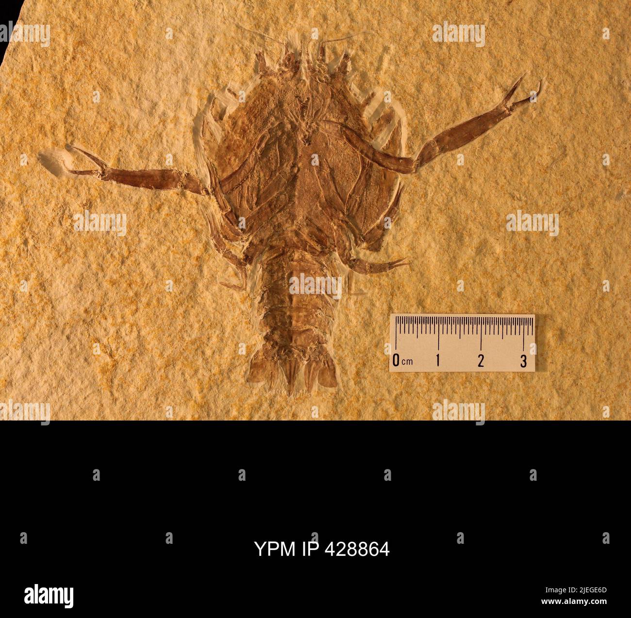 Eryon arctiformis Banque de photographies et d’images à haute ...