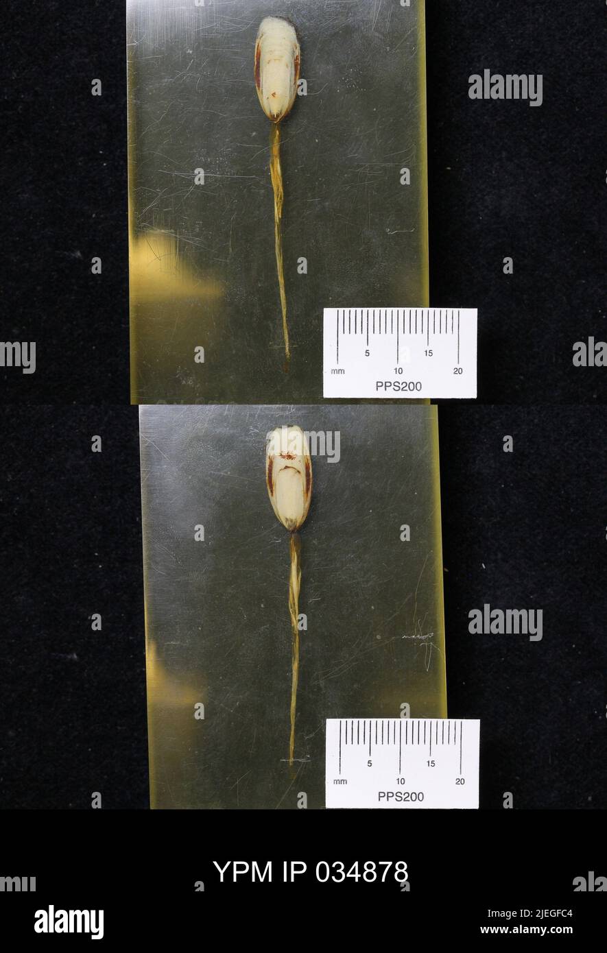 Lingula brachiopod Banque de photographies et d’images à haute ...