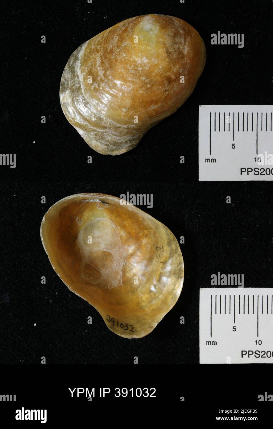 Anomia simplex Banque de photographies et d’images à haute résolution ...