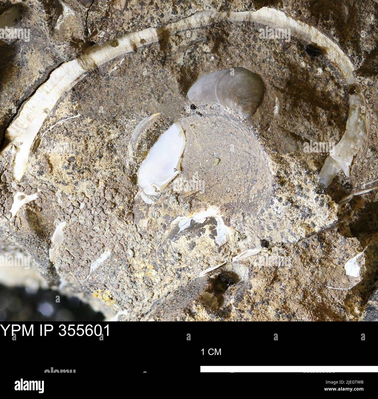 Undet bivalvia animalia Banque de photographies et d’images à haute ...