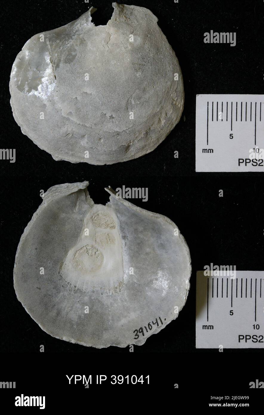 Anomia simplex Banque de photographies et d’images à haute résolution ...