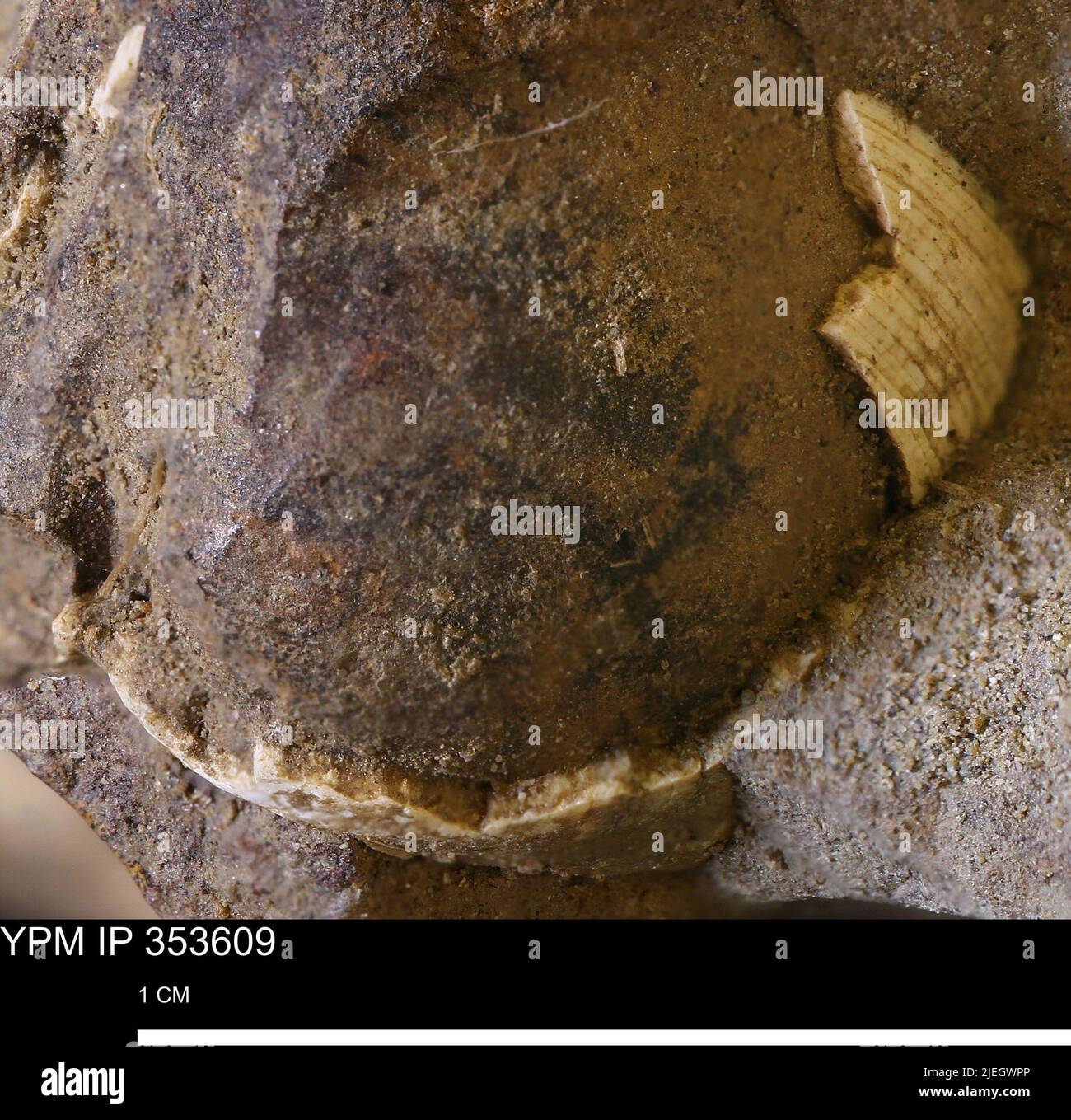 Undet bivalvia animalia Banque de photographies et d’images à haute ...