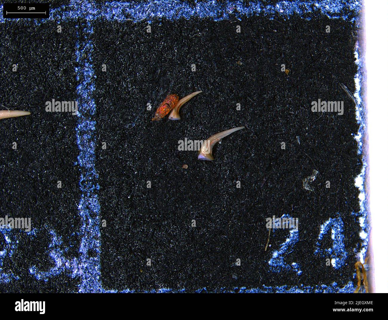 Variabiloconus bassleri fournir Banque de photographies et d’images à ...