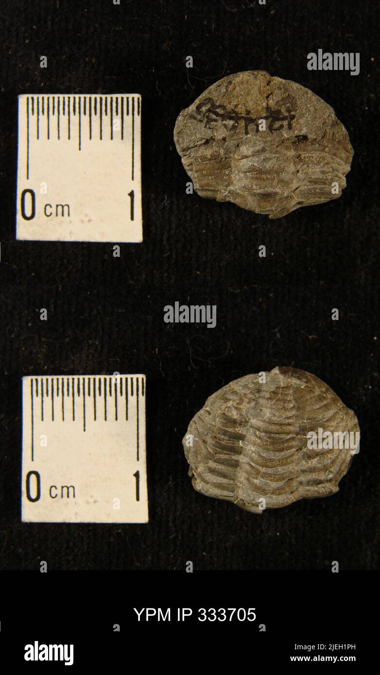 Phacops rana animalia vert Banque de photographies et d’images à haute ...