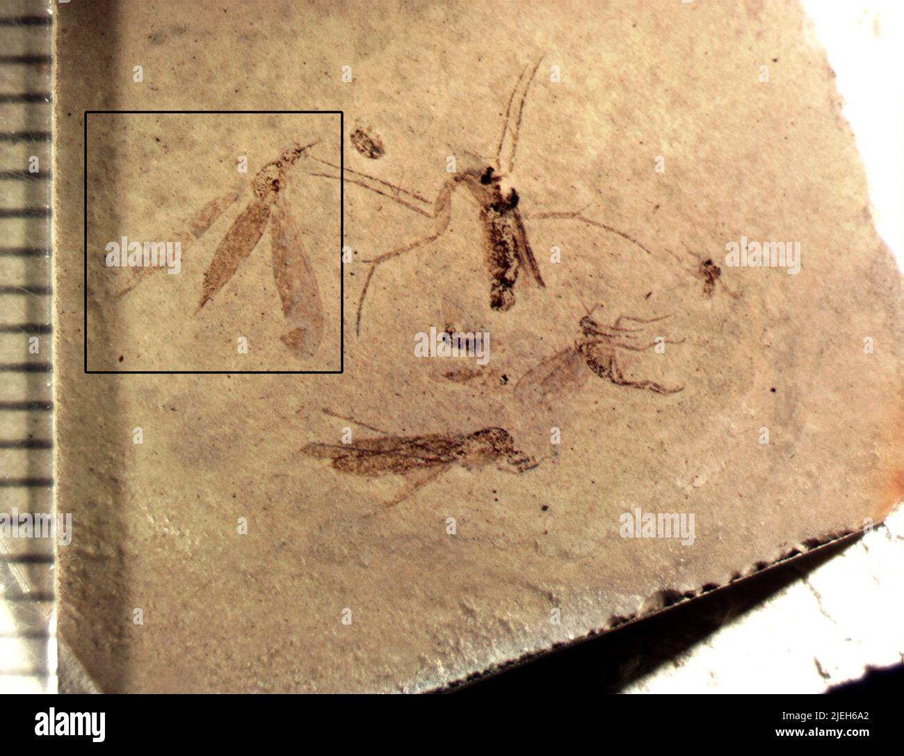 Undet tipulidae animalia Banque de photographies et d’images à haute ...