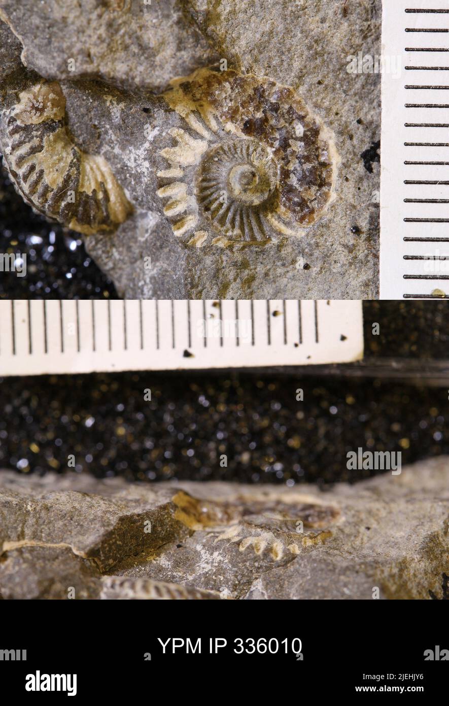 Subclass ammonoidea Banque de photographies et d’images à haute ...