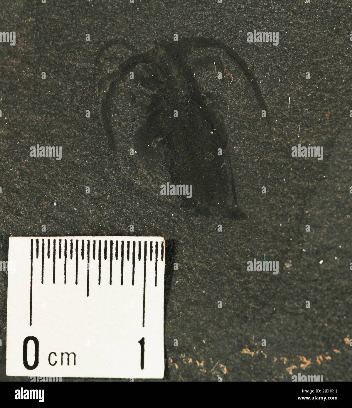 Marrella splendens Banque de photographies et d’images à haute ...