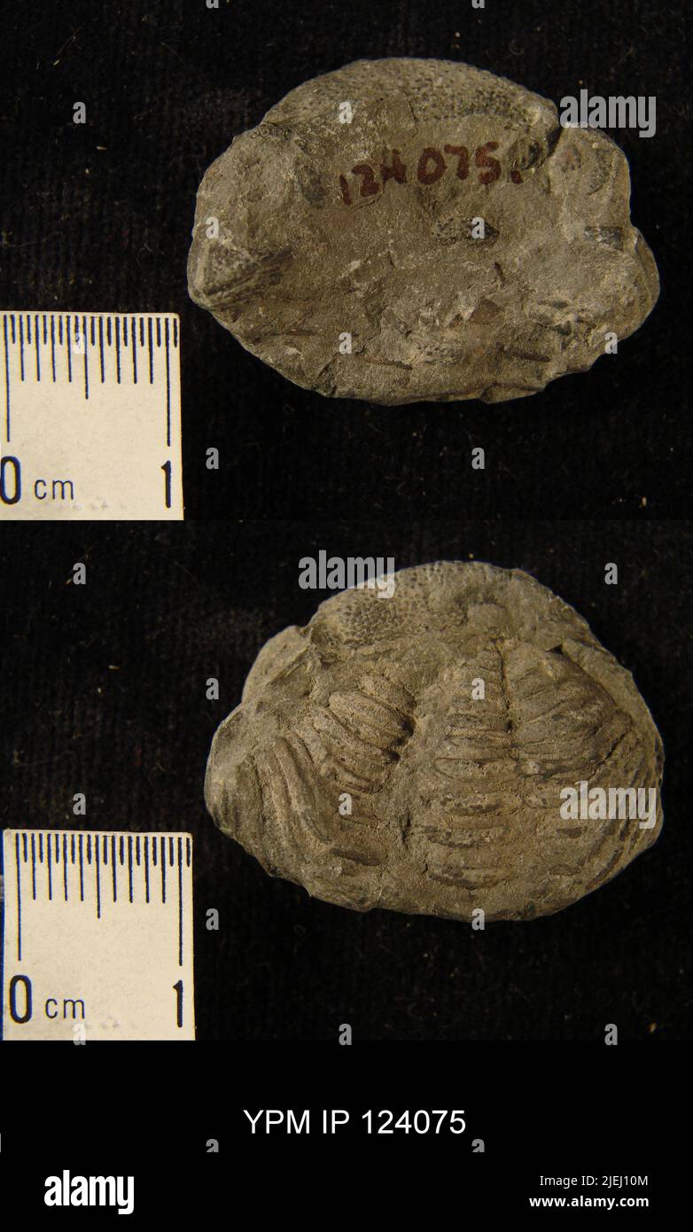 Phacops rana animalia vert Banque de photographies et d’images à haute ...