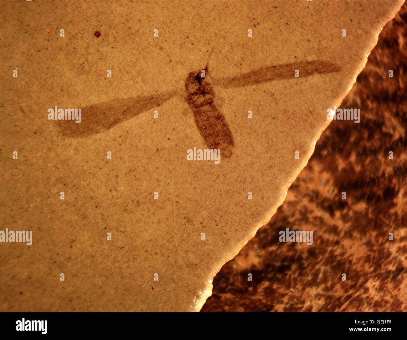 Undet tipulidae animalia Banque de photographies et d’images à haute ...