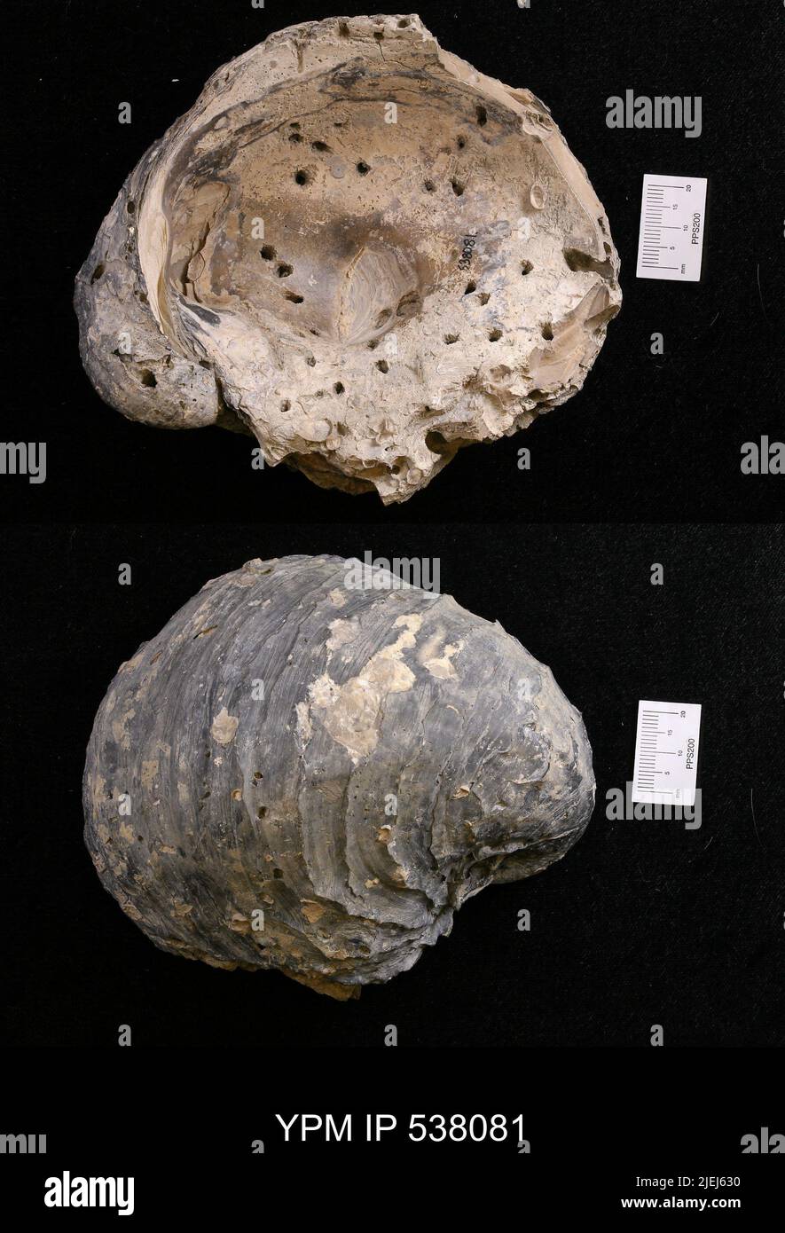 Exogyra ponderosa romer animalia Banque de photographies et d’images à ...