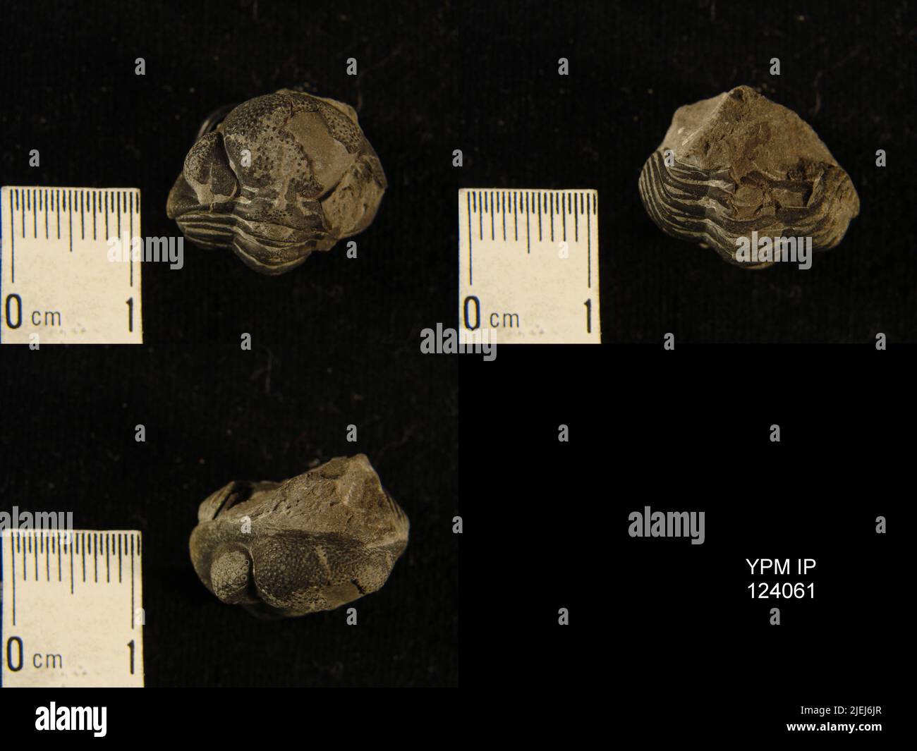 Phacops rana animalia vert Banque de photographies et d’images à haute ...