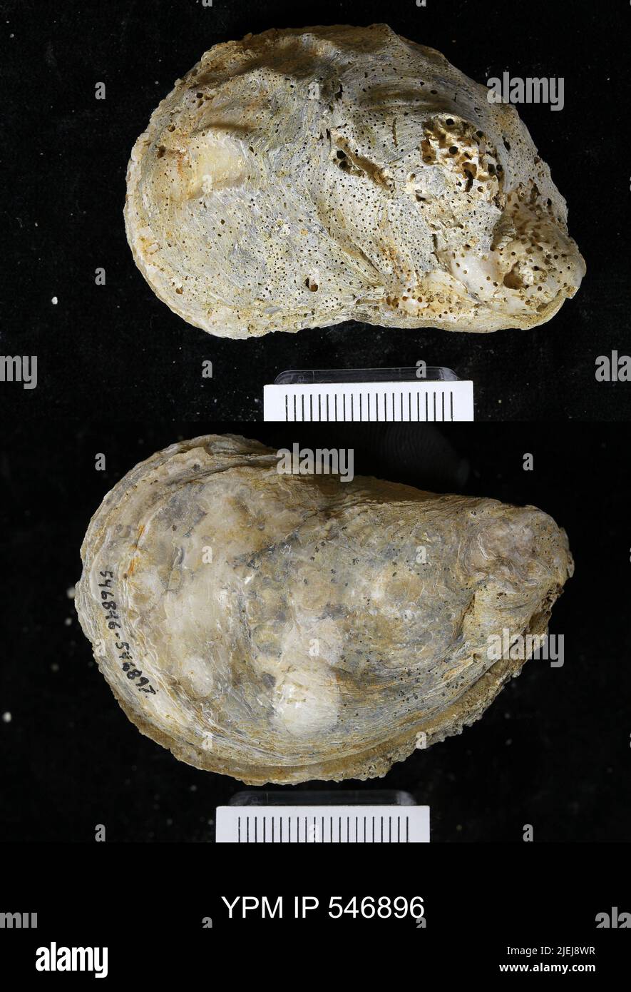 Ostrea virginiana lister animalia Banque de photographies et d’images à ...