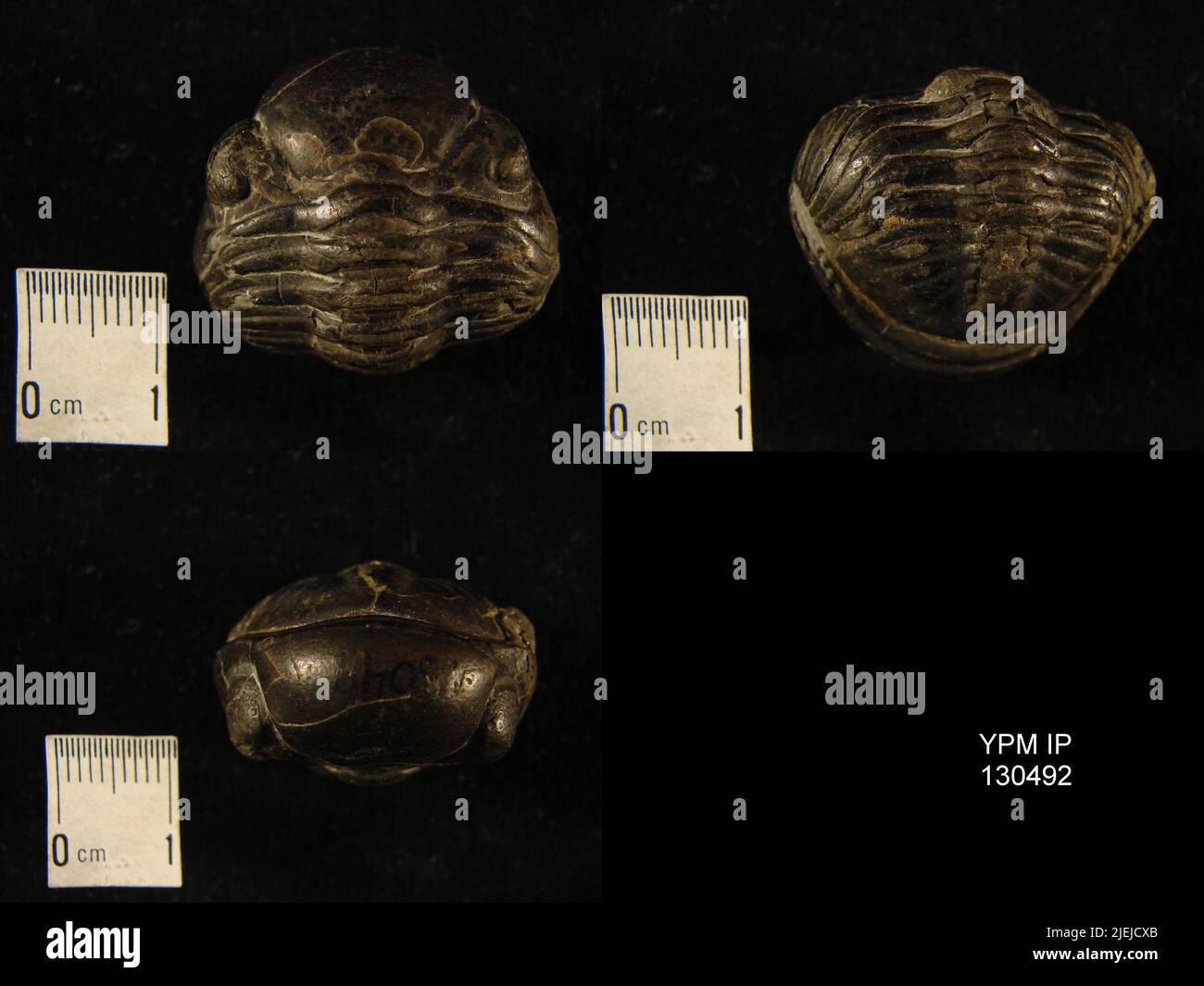 Phacops rana animalia vert Banque de photographies et d’images à haute ...