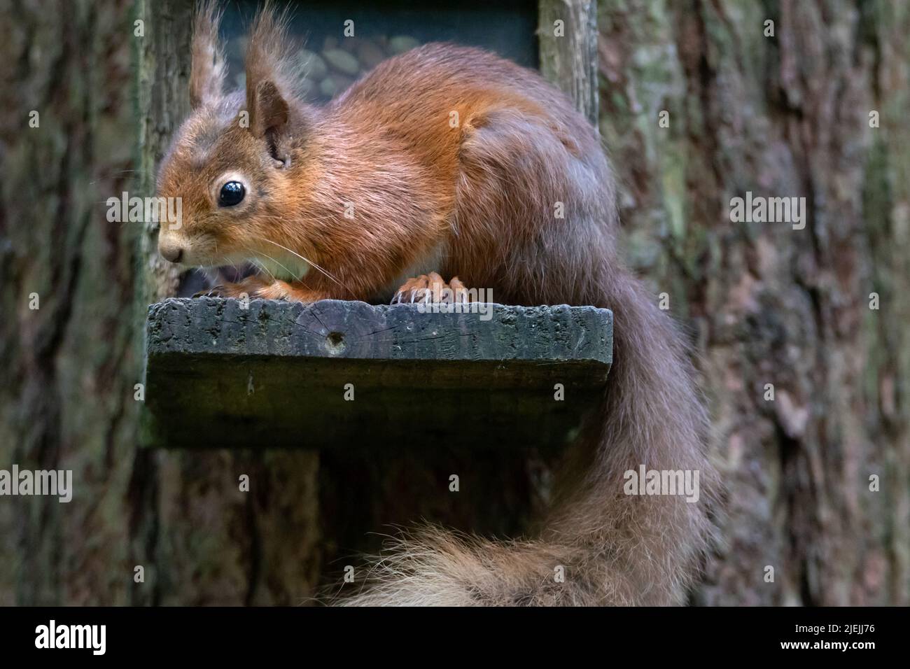 L'écureuil roux Sciurus vulgaris est une espèce d'écureuil d'arbre du ...