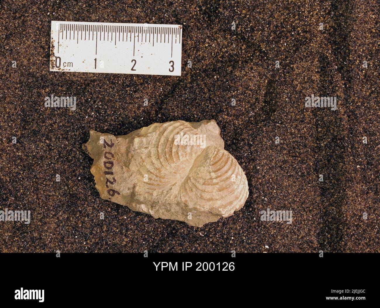 Inoceramus aff acutiplicata animalia Banque de photographies et d ...