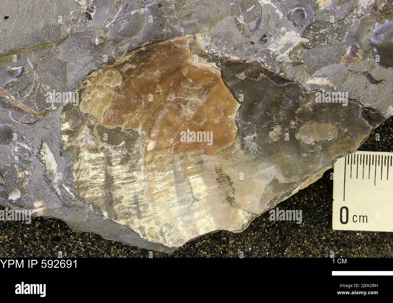 Undet bivalvia animalia Banque de photographies et d’images à haute ...