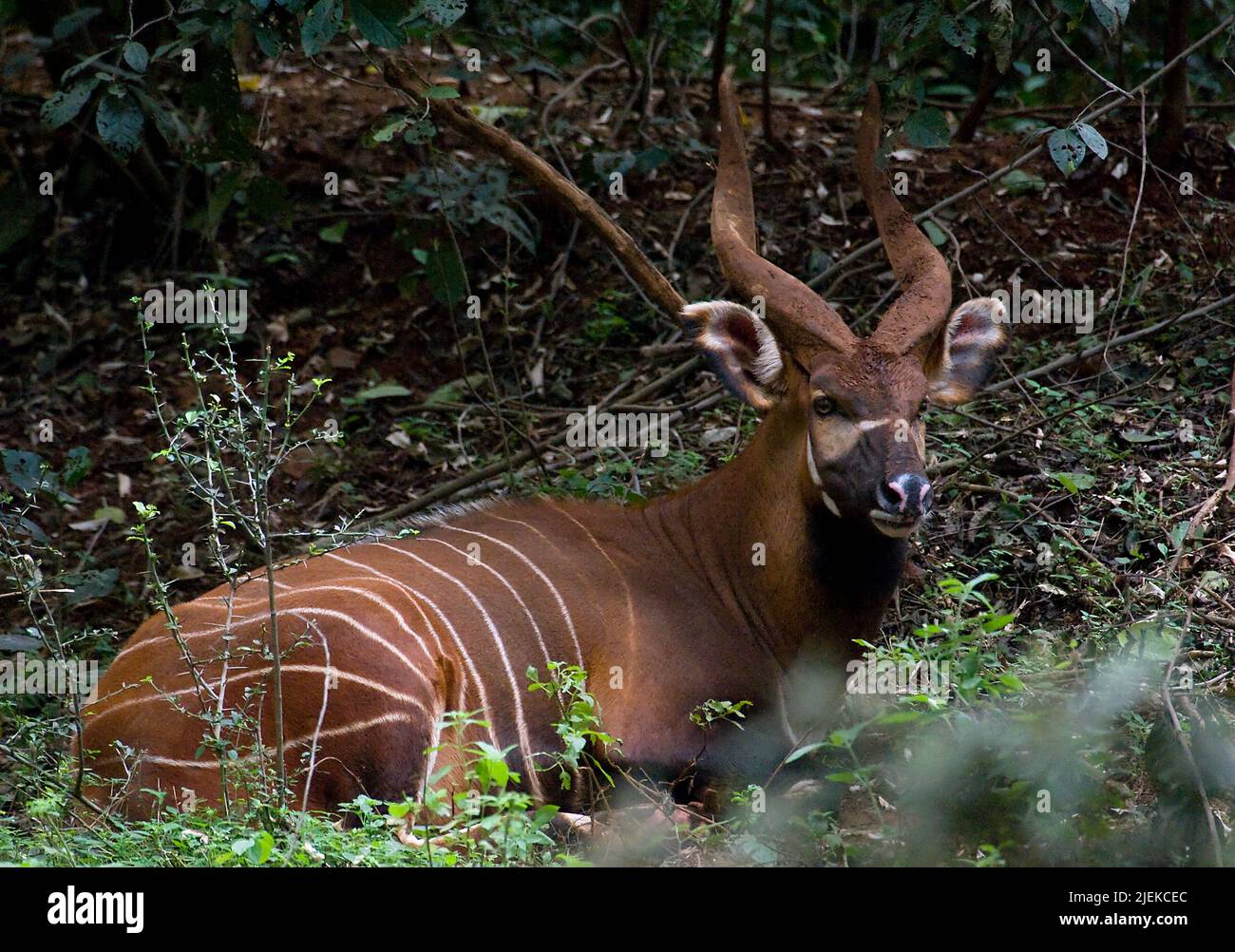Mountain Bongo, Tragelaphus eurycerus, à Nairobi Safari Walk, Kenya ...