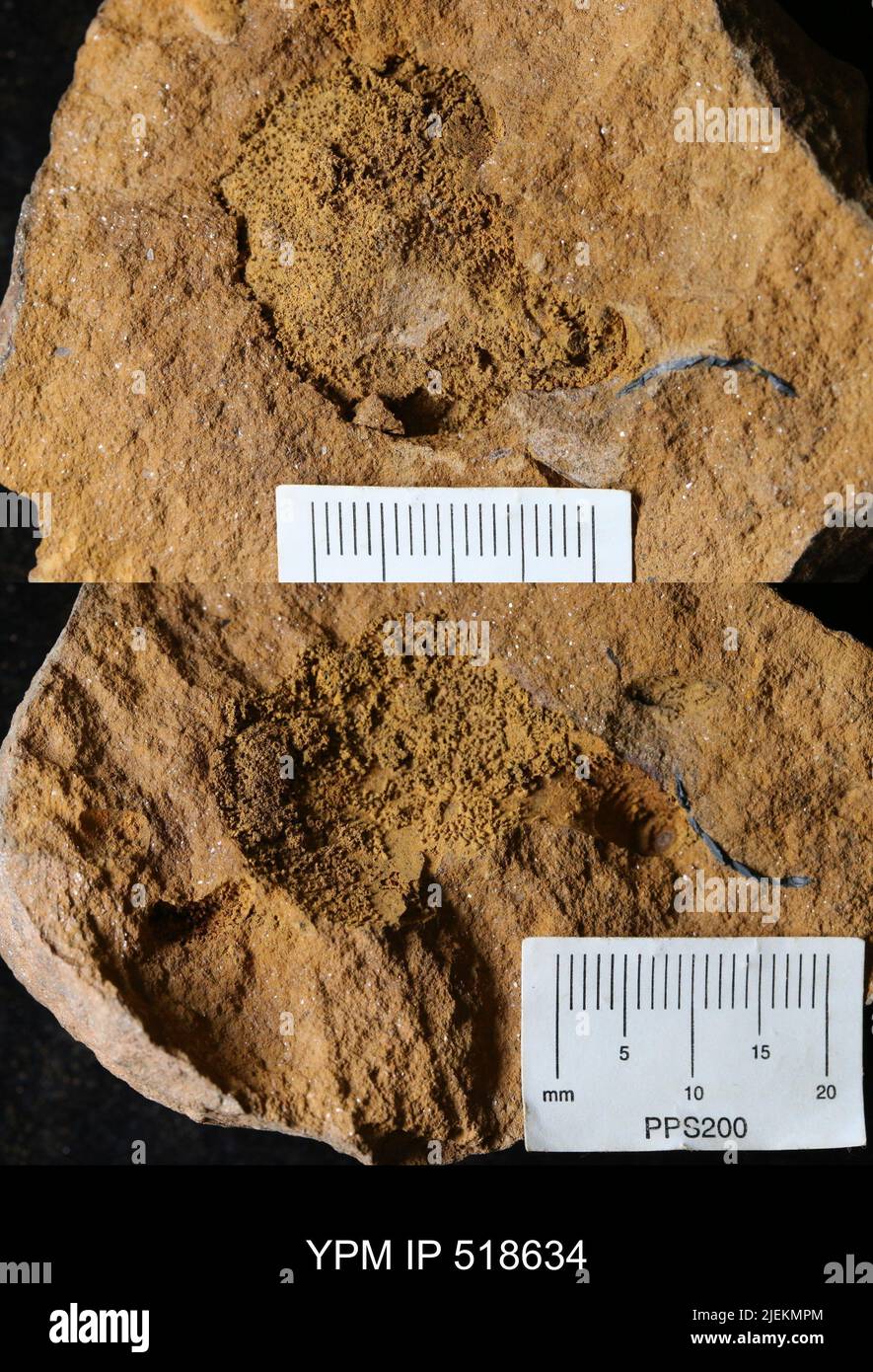 Echinodermata fossils Banque de photographies et d’images à haute ...