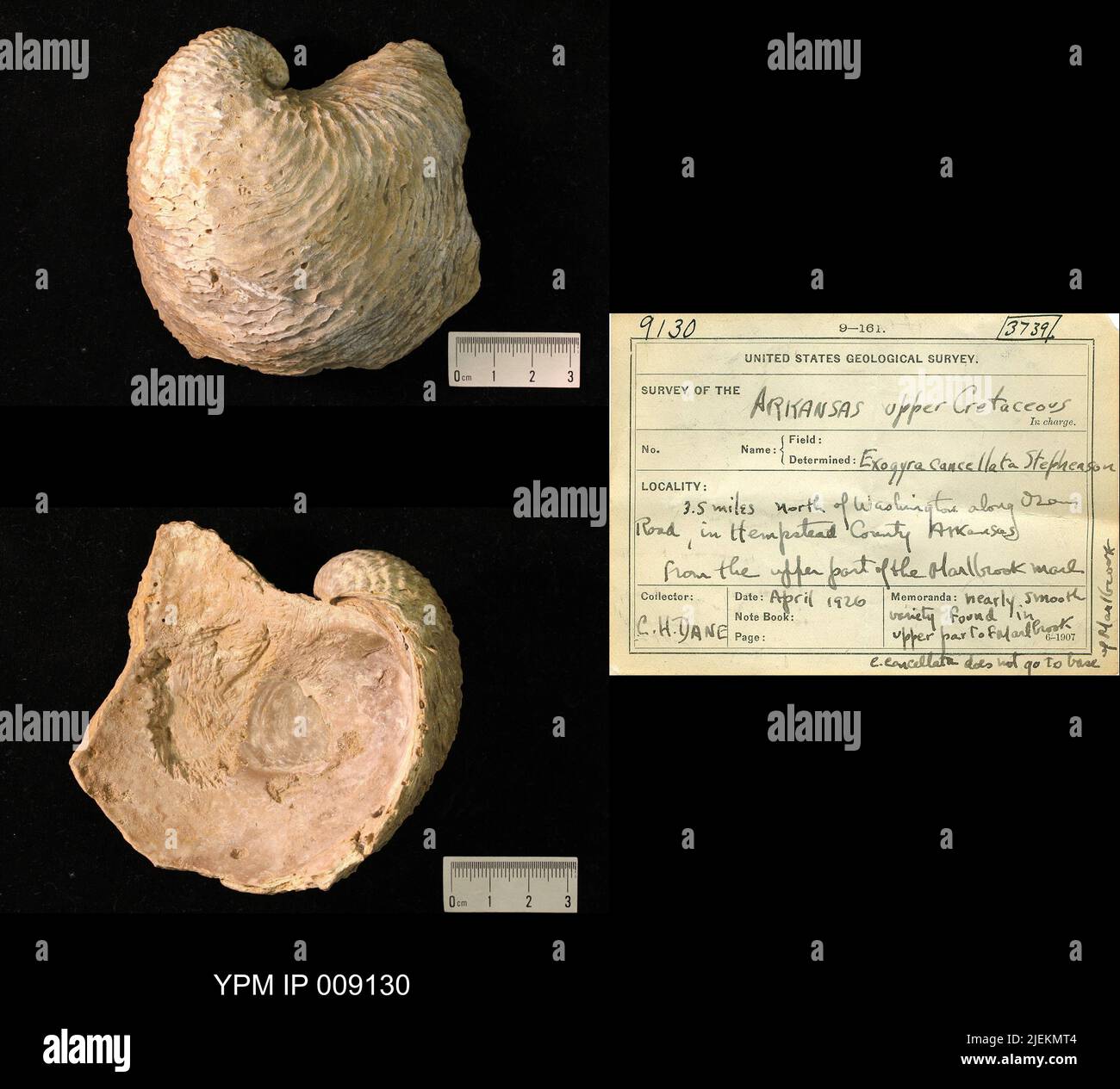 Exogyra cancellata animalia Banque de photographies et d’images à haute ...