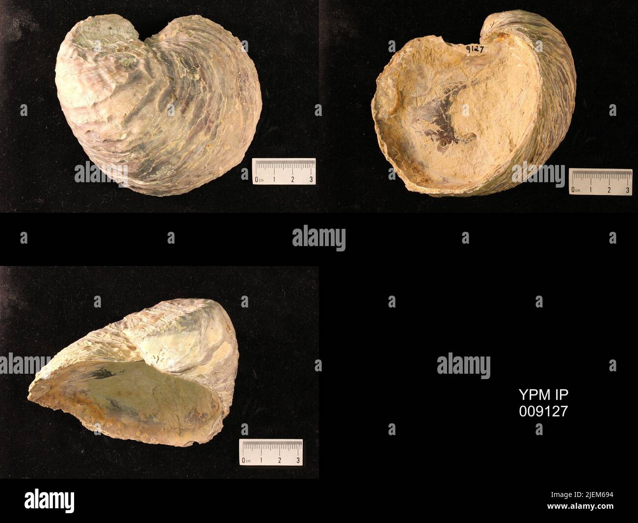 Exogyra ponderosa romer animalia Banque de photographies et d’images à ...