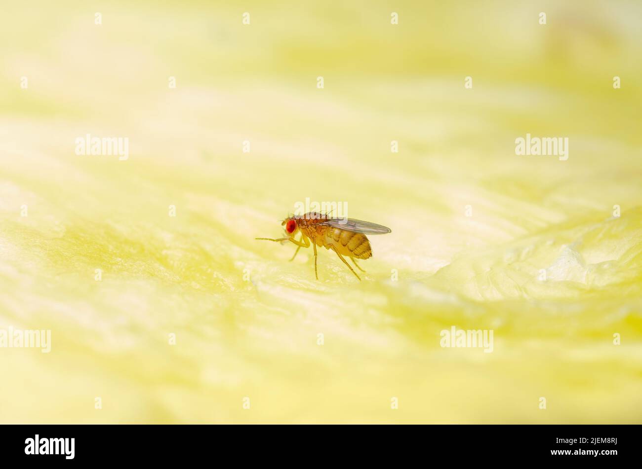 Drosophila suzukii Banque de photographies et d’images à haute ...