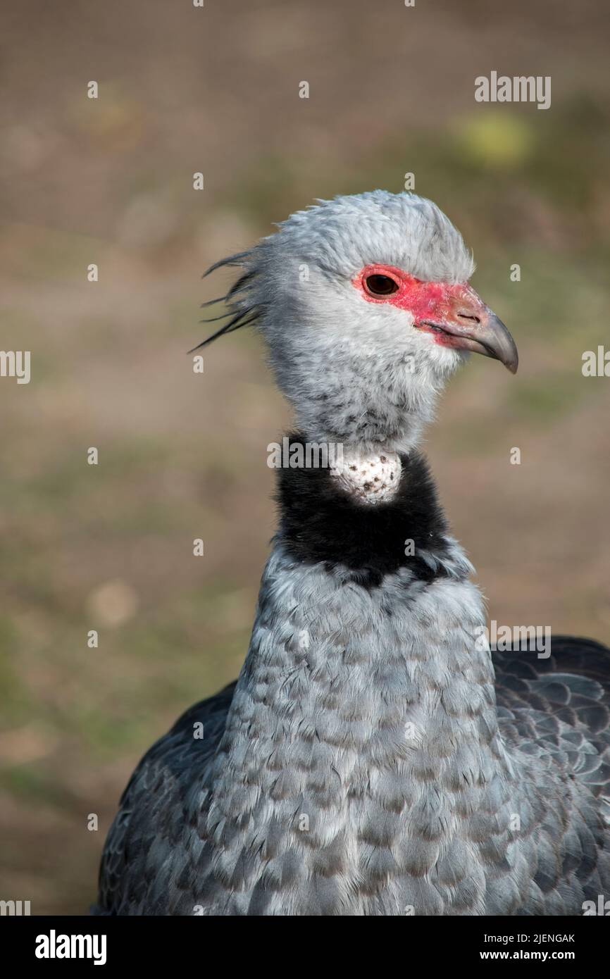 Chauna torquata Banque de photographies et d’images à haute résolution ...