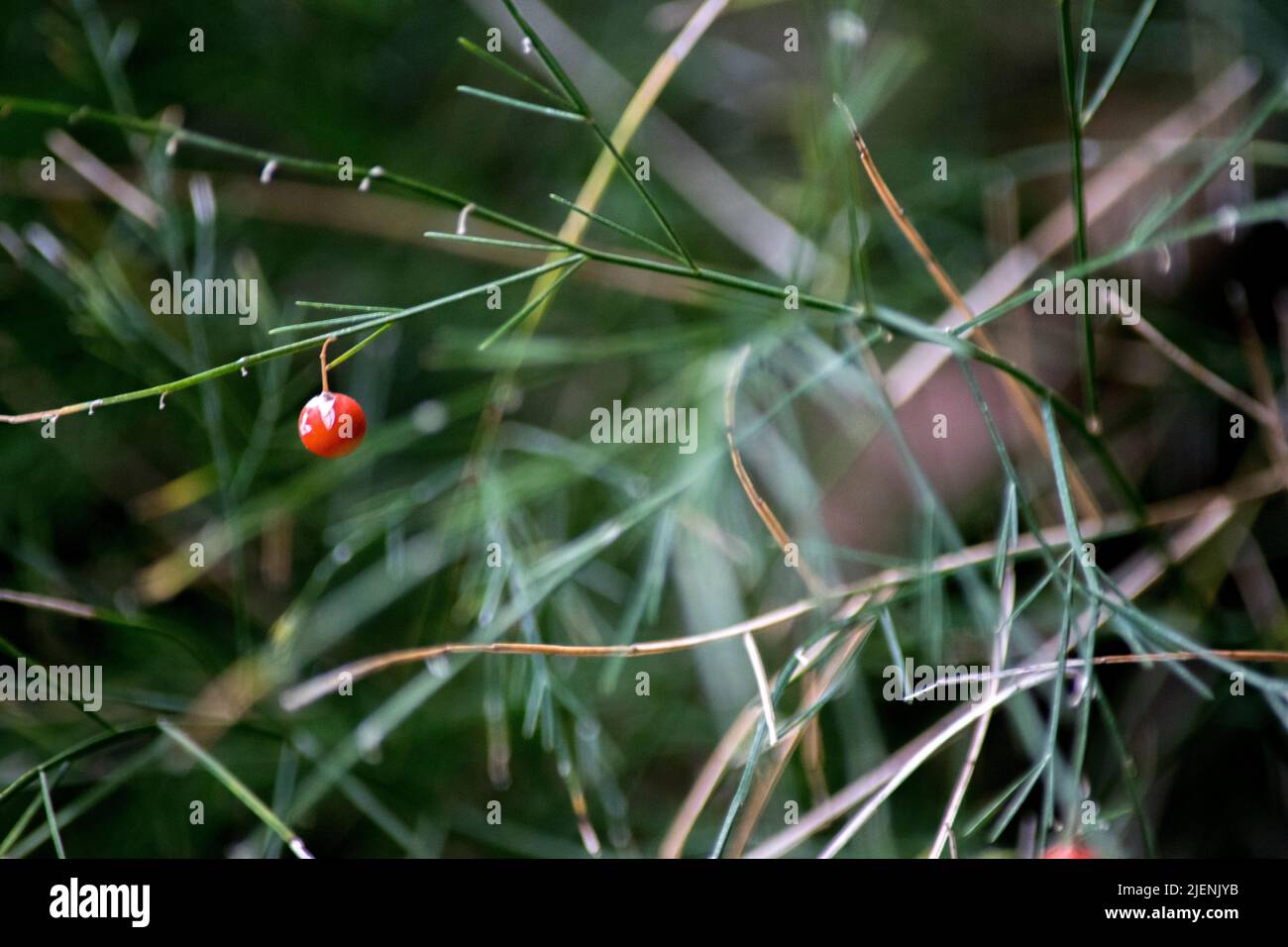 Plante toxique baie rouge Banque de photographies et d’images à haute ...