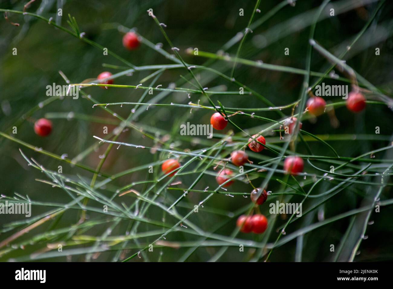 Plantes toxiques tropicales Banque de photographies et d’images à haute ...