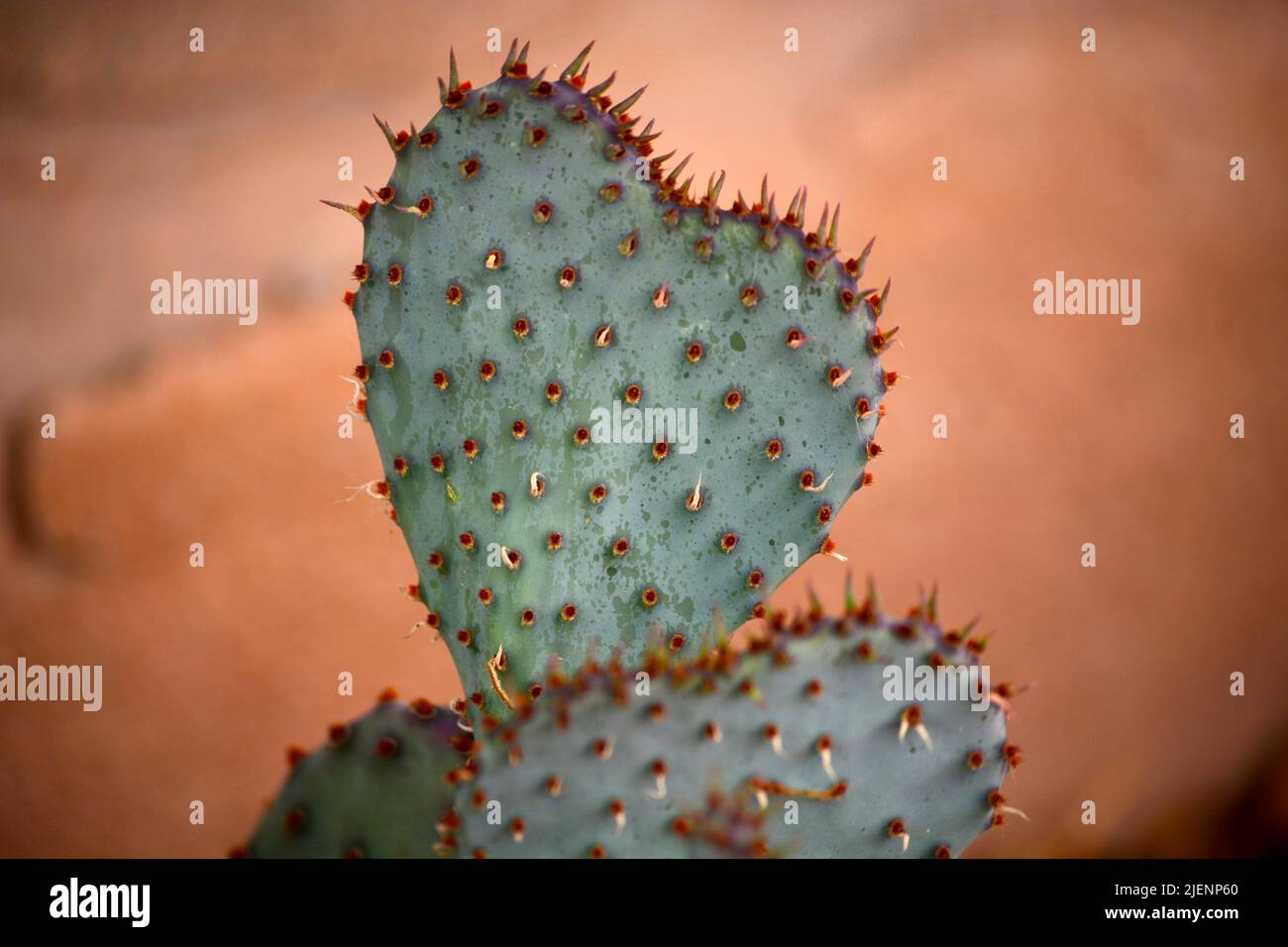 Un cactus de poire de Prickly (Copuntia polyacantha) devant une maison ...