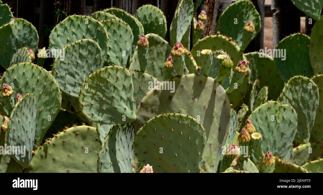 Un cactus de poire de Prickly (Copuntia polyacantha) devant une maison ...