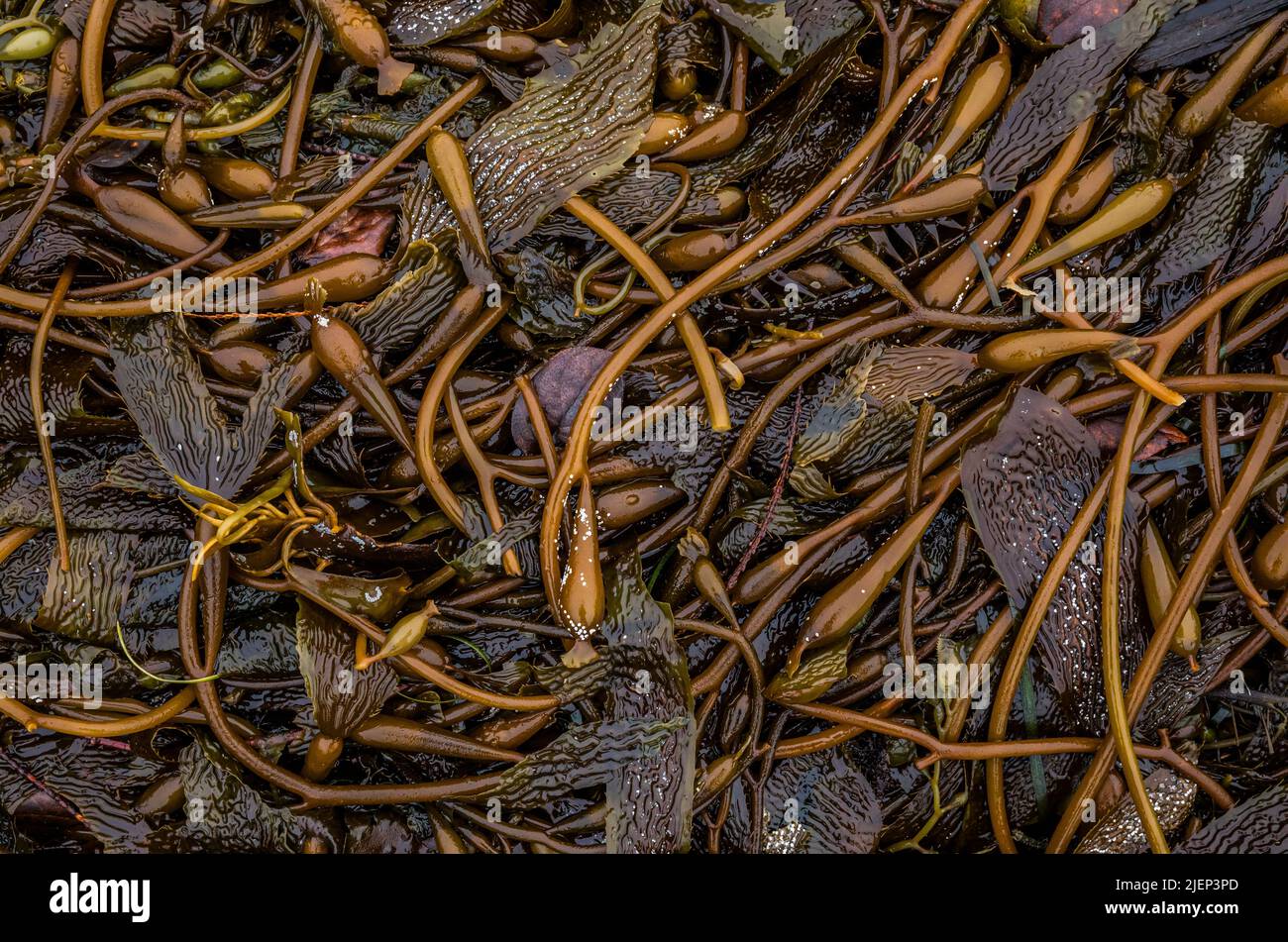 Le varech s'est lavé à marée basse le long de la côte près du sentier ...