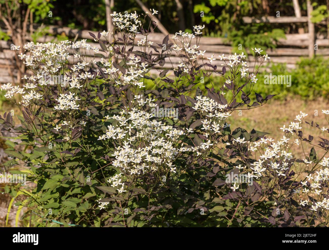 Clematis erecta Banque de photographies et d’images à haute résolution ...