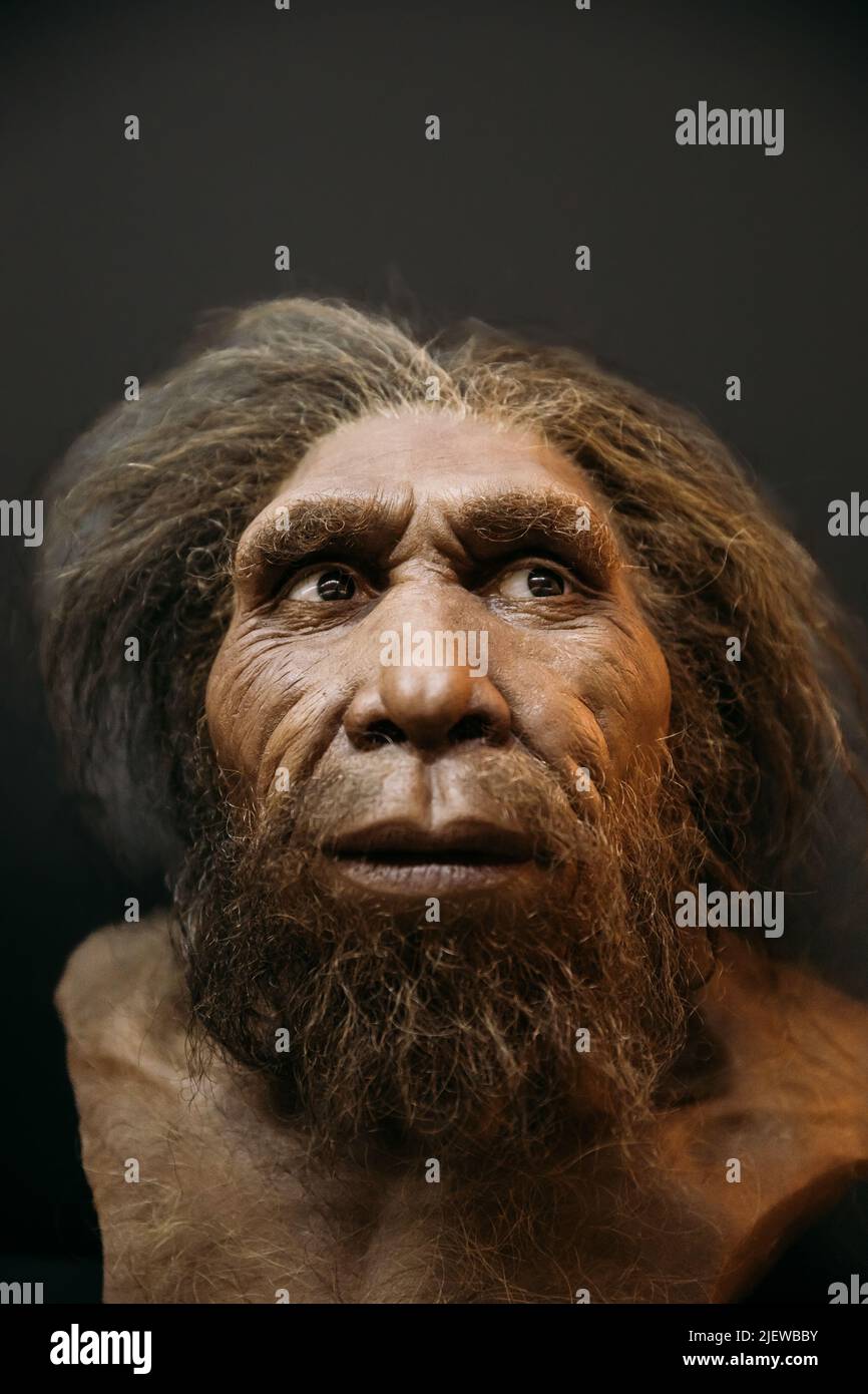 Neanderthal man reconstruction Banque de photographies et d’images à ...