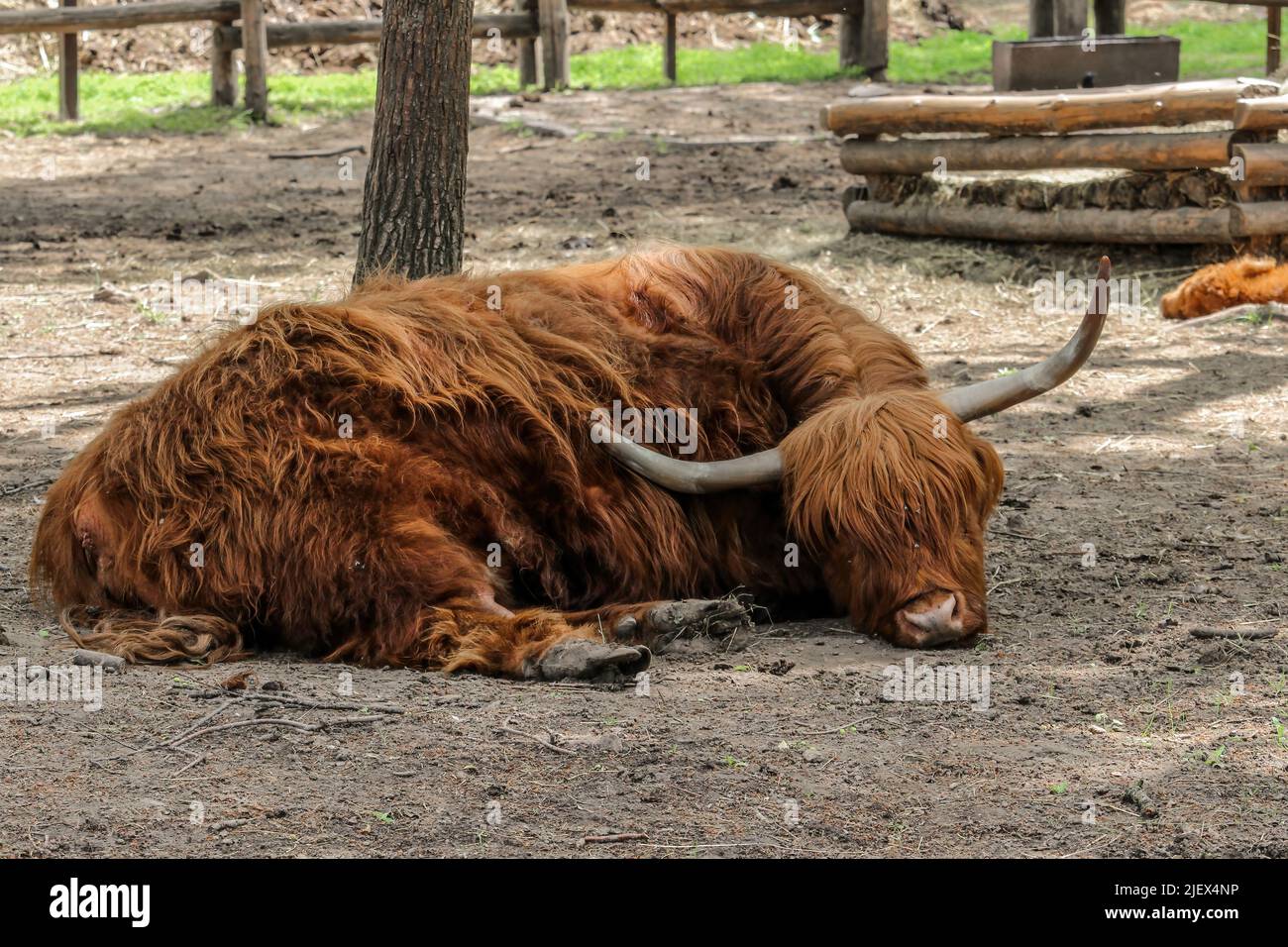 Bovins de boucherie taurine Banque de photographies et d’images à haute ...