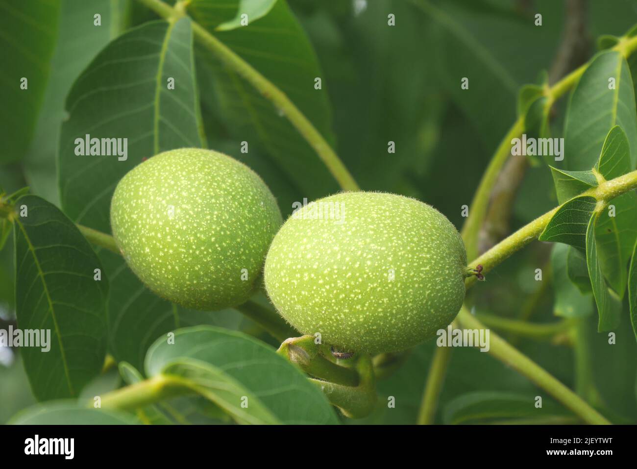 Noix qui poussent sur un arbre Banque de photographies et d’images à ...