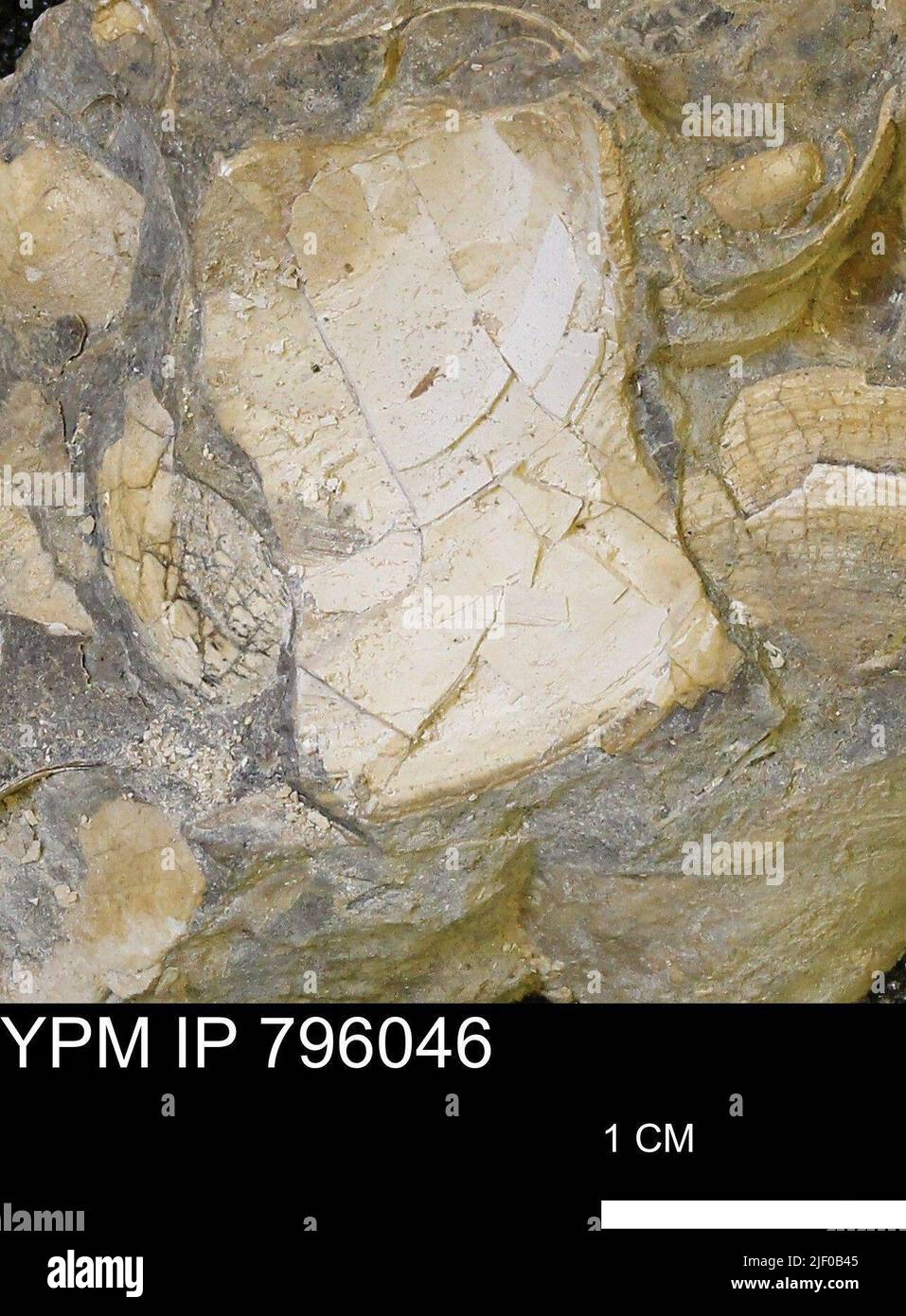 Spisula elliptica Banque de photographies et d’images à haute ...