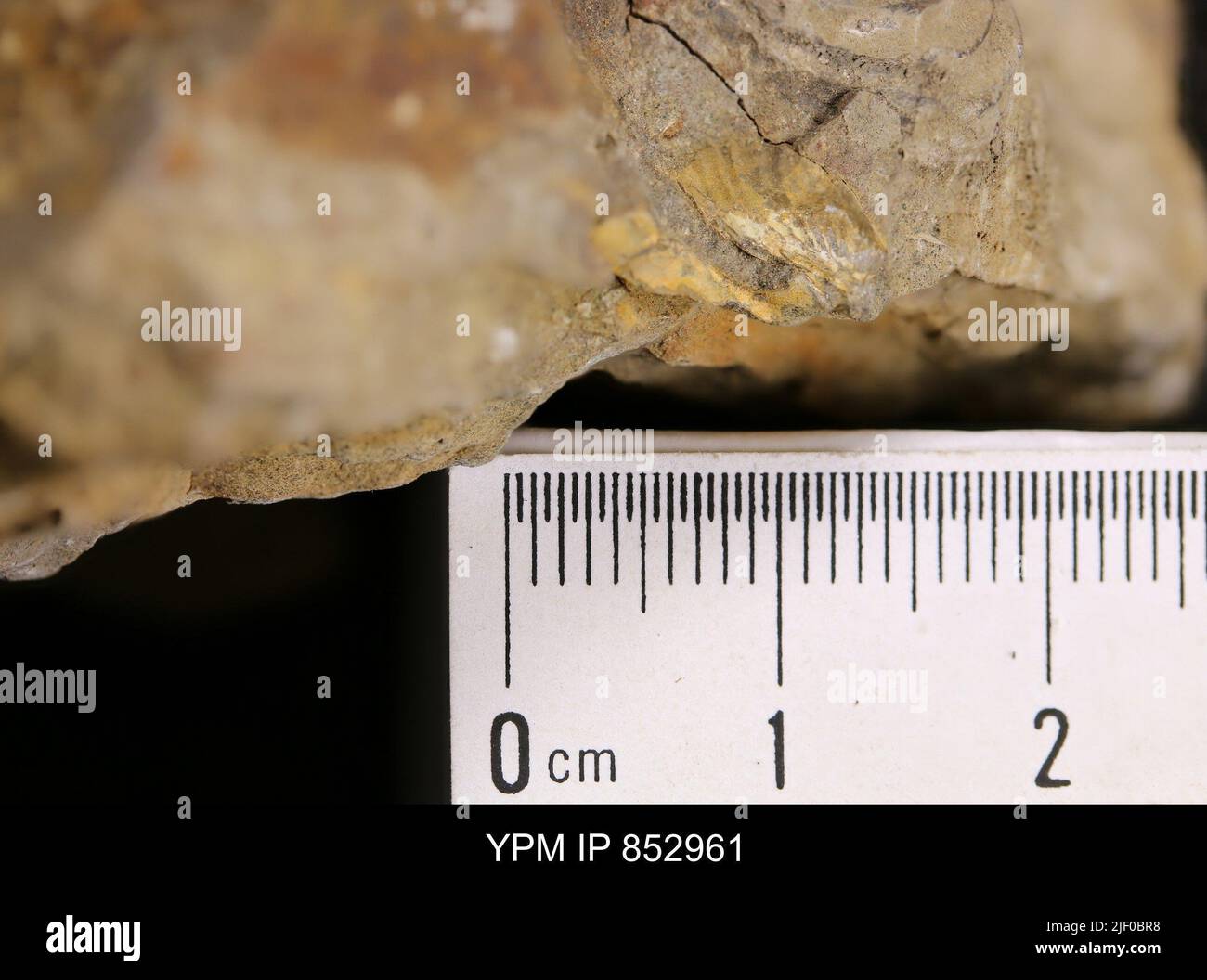 Inoceramus cf acutiplicata animalia Banque de photographies et d’images ...