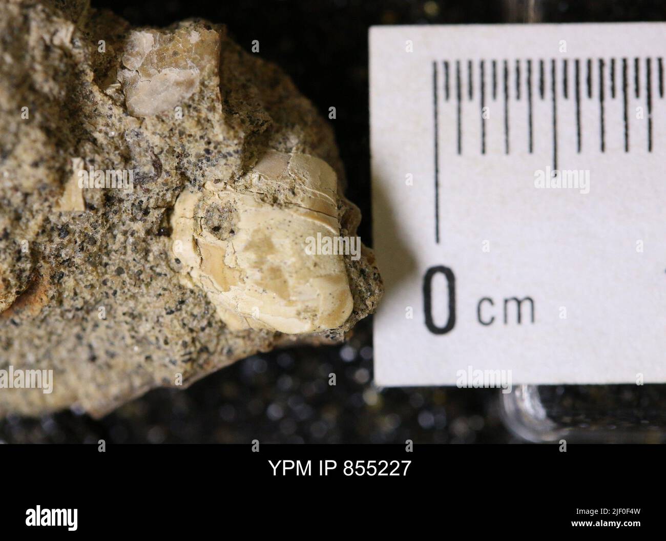 Undet bivalvia animalia Banque de photographies et d’images à haute ...