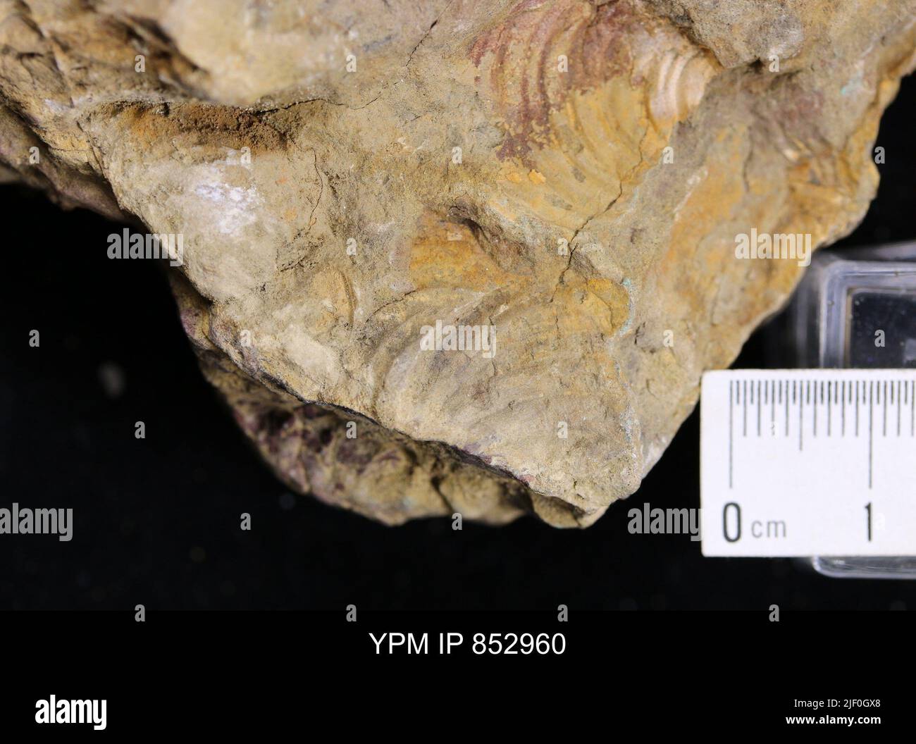 Inoceramus cf acutiplicata animalia Banque de photographies et d’images ...